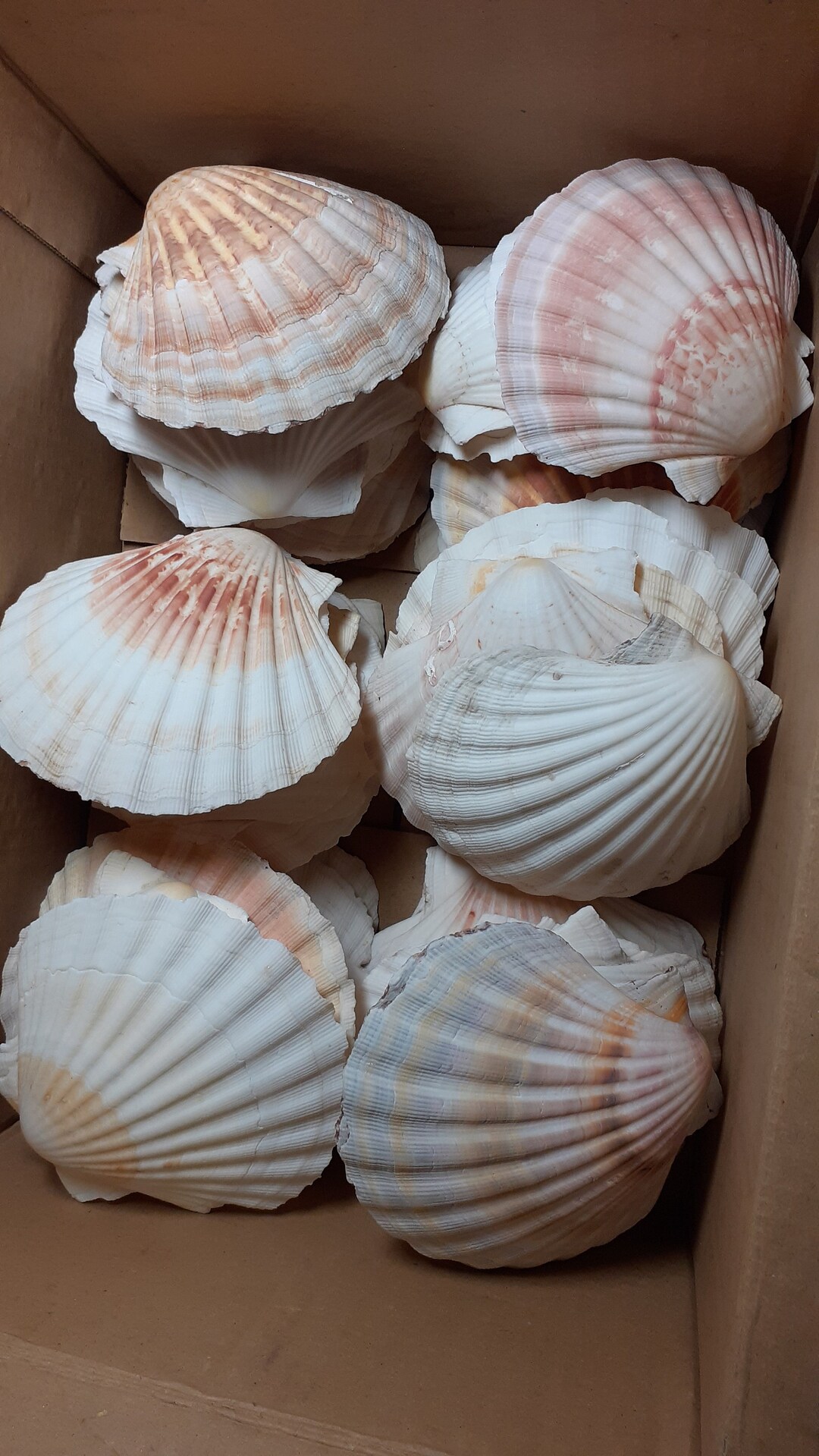 Pack of 60 Cleaned Scallops 2800 G - Etsy