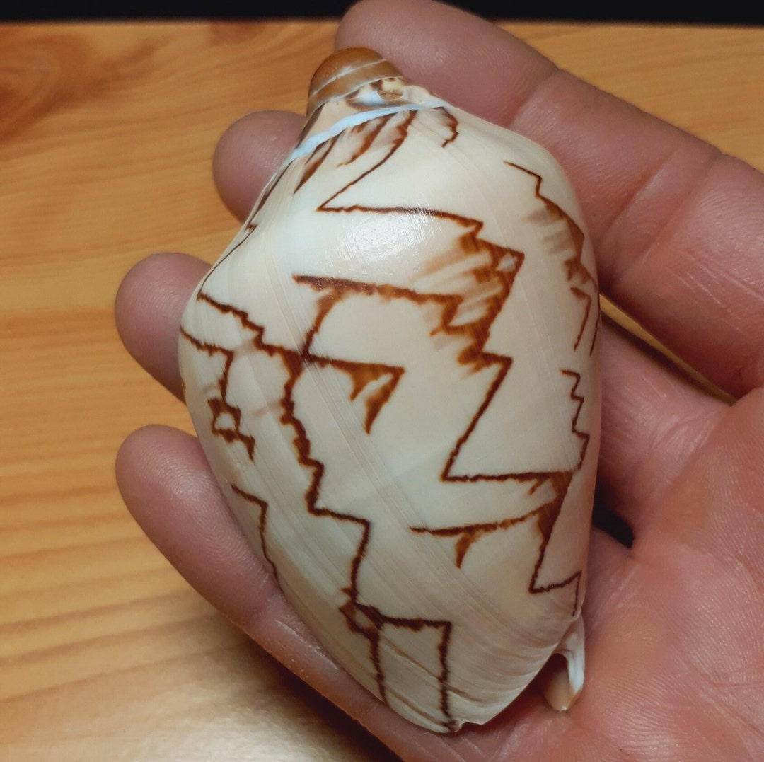 Cymbiola Nobilis Shell - Etsy