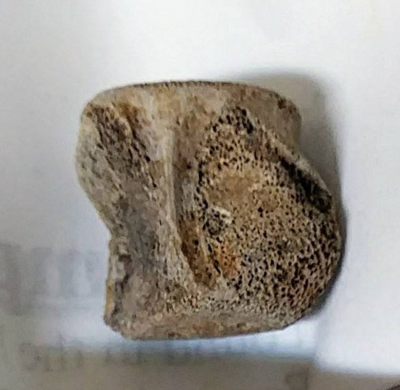 Montana Champsosaur Vertebrae - Etsy