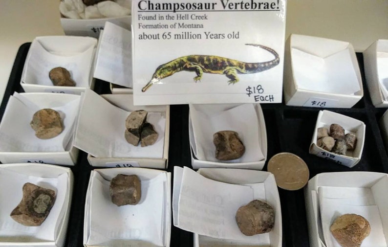 Montana Champsosaur Vertebrae - Etsy