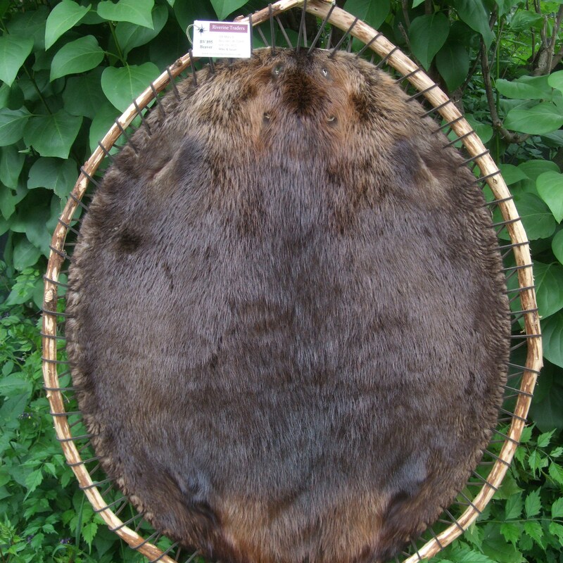 Beaver Pelt - Etsy