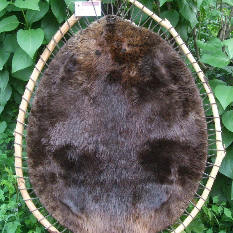 Beaver Pelt - Etsy
