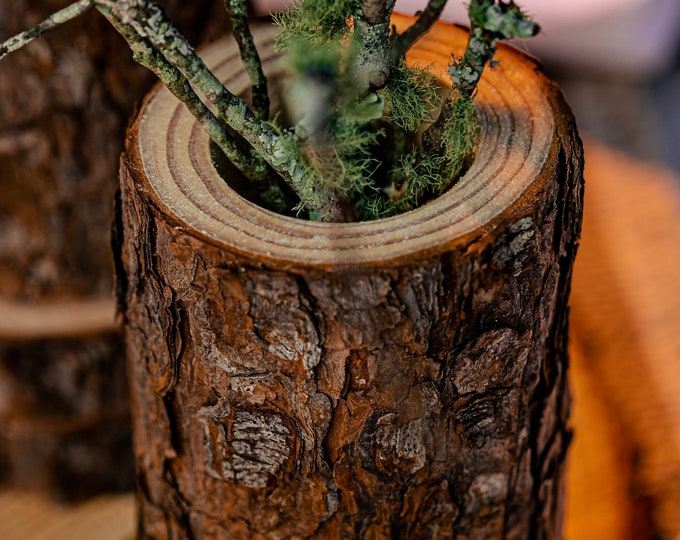 Tree Stump Planter, Tree Stump Pot, Succulent Tree Stump Pot, Succulent ...