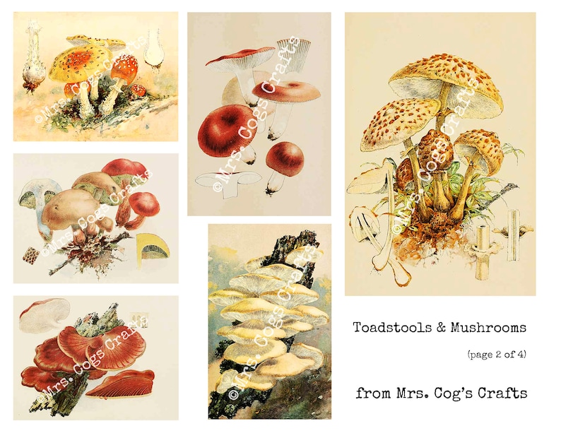 Toadstools And Mushrooms Printable Images Vintage Art Etsy