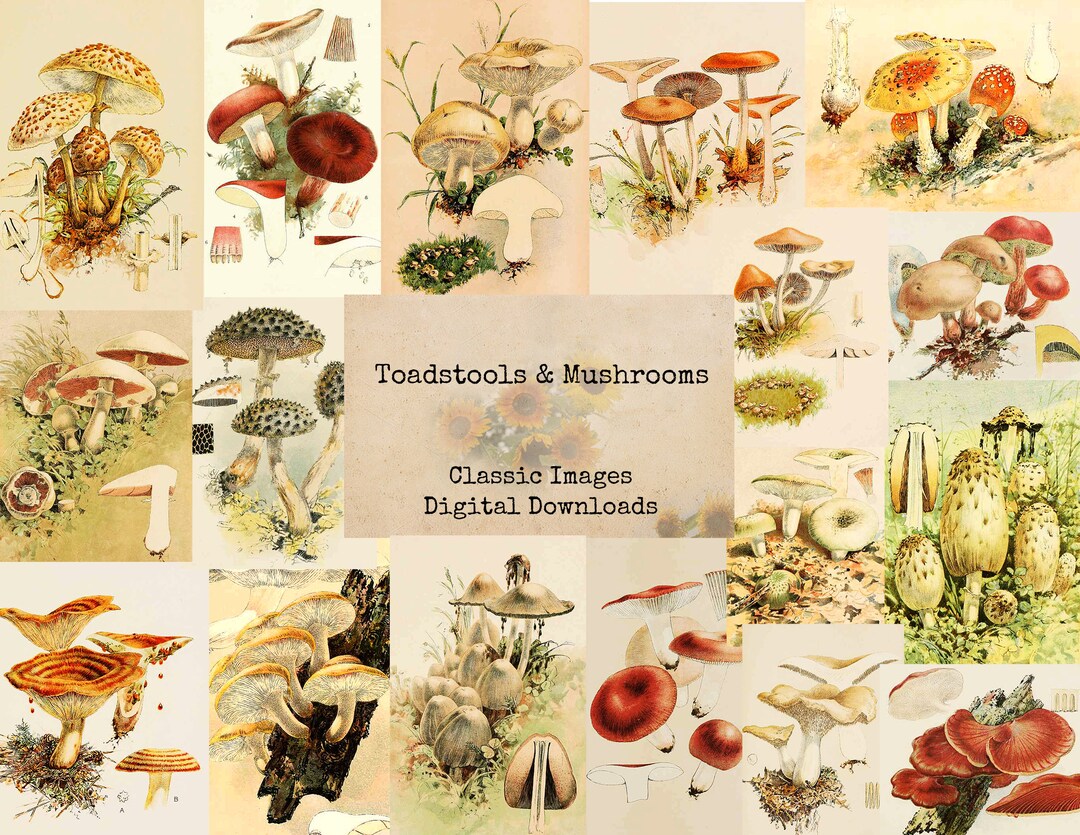 Toadstools And Mushrooms Printable Images Vintage Art Instant Download