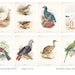 Extinct Birds - Printable Images, Ephemera Classics, Digital Images ...