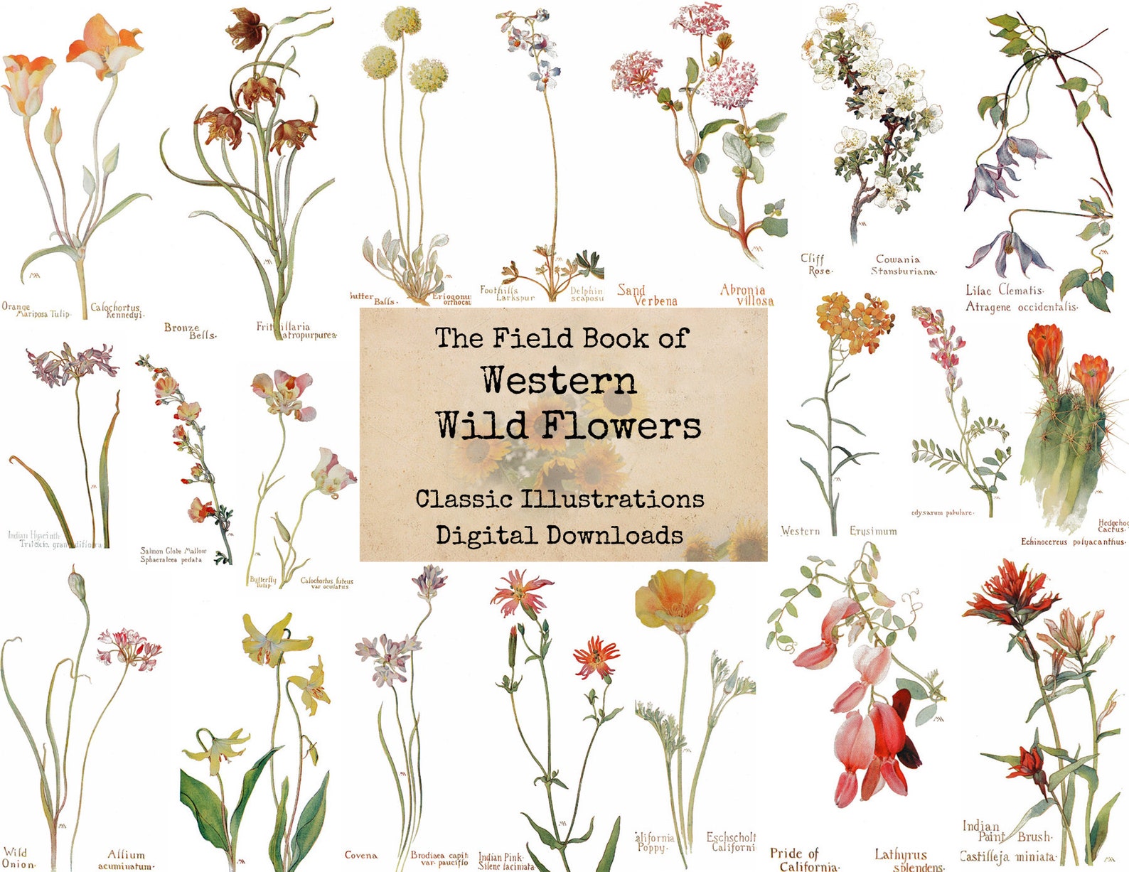 The Field Book of Western Wild Flowers Digital Ephemera - Etsy