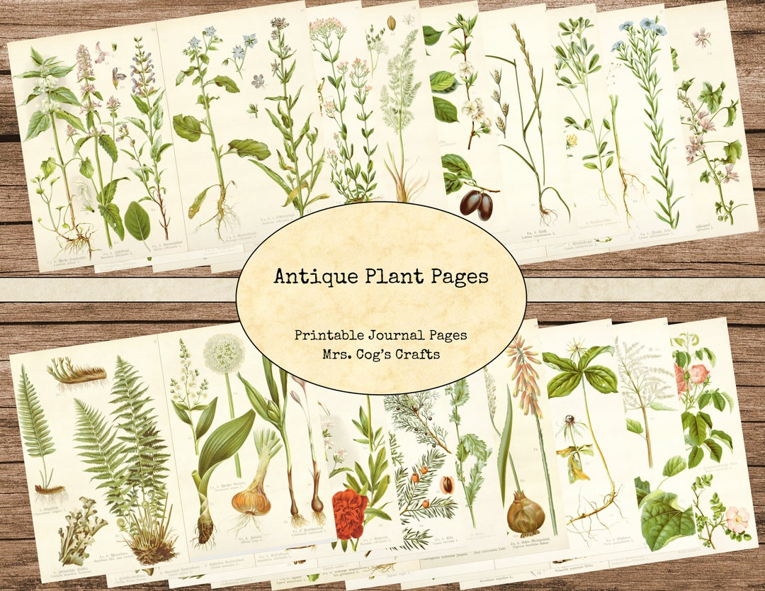 Antique Plant Pages - Paper Pack, Printable Journal Pages, Digital ...