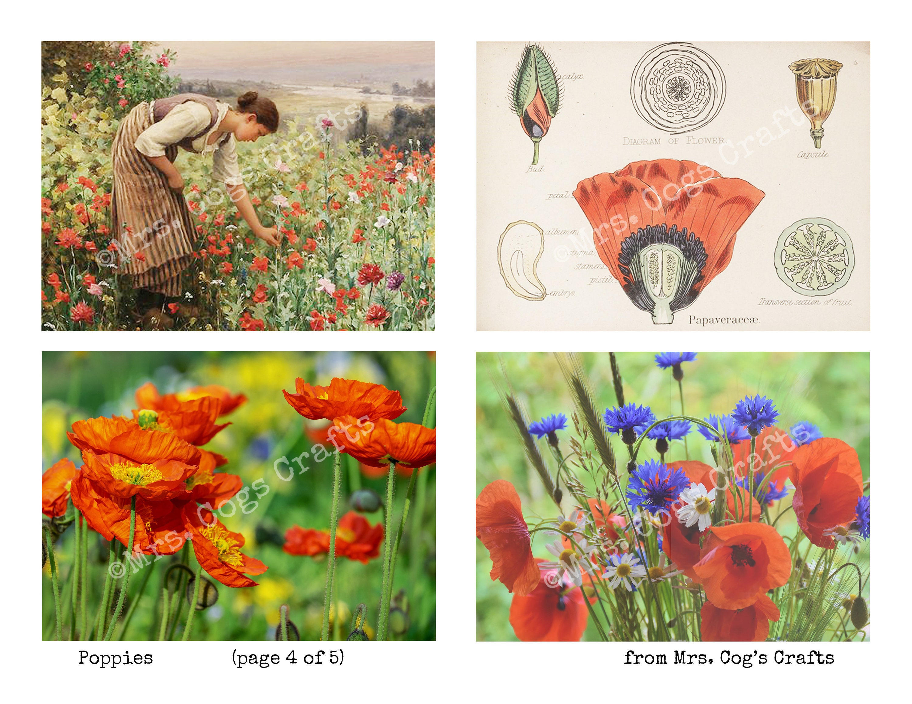 Poppies - Printable Images, Digital Ephemera, Vintage Art, Instant ...