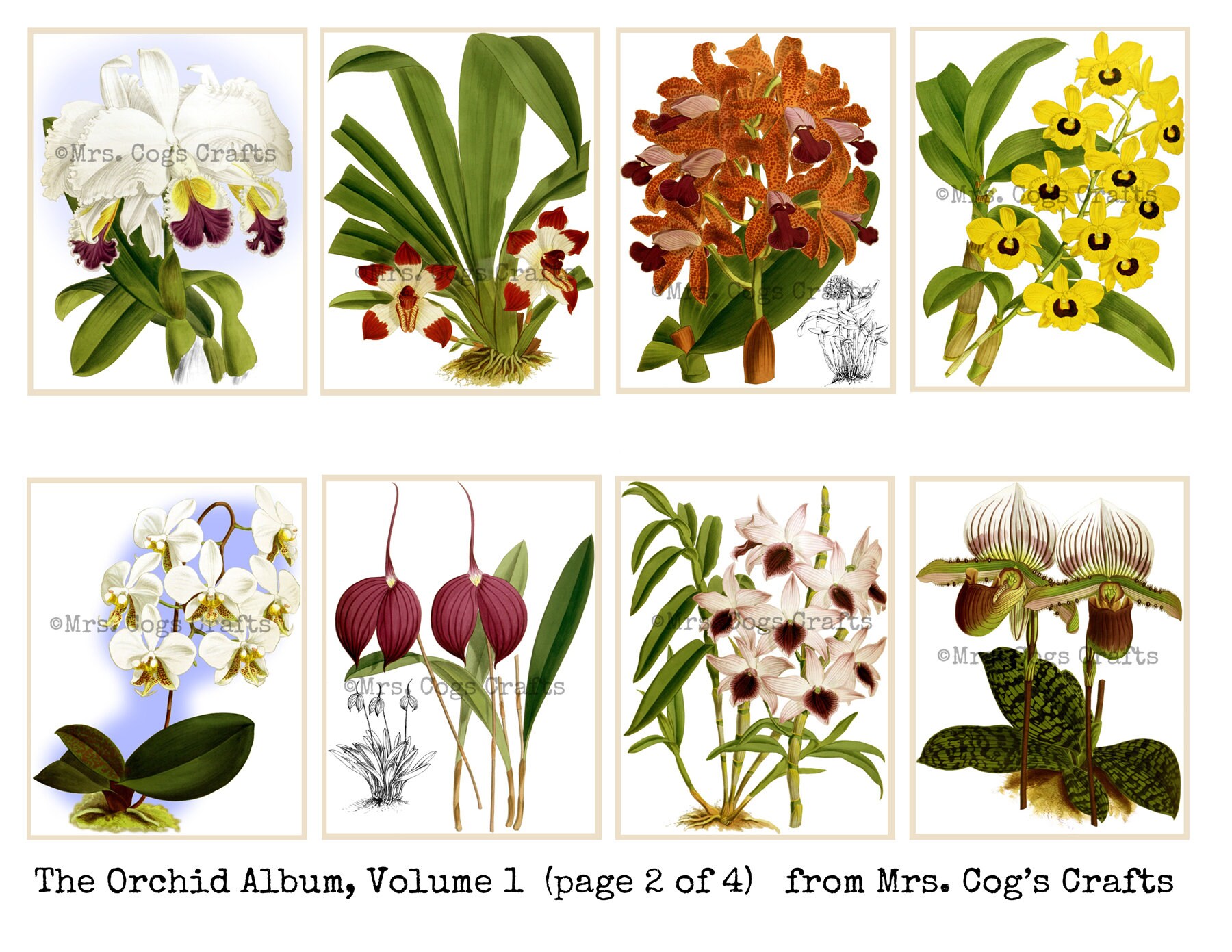 The Orchid Album, Volume 1 - Digital Ephemera Classics, Digital Images ...