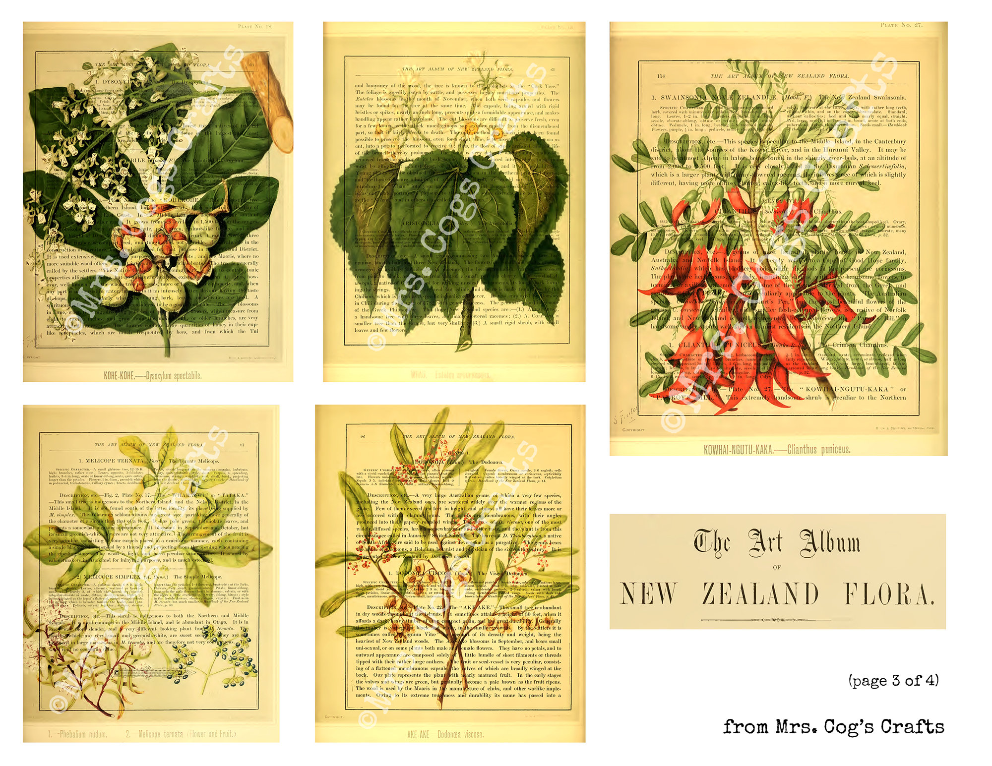 New Zealand Flora - Printable Images, Vintage Art, Instant Download ...