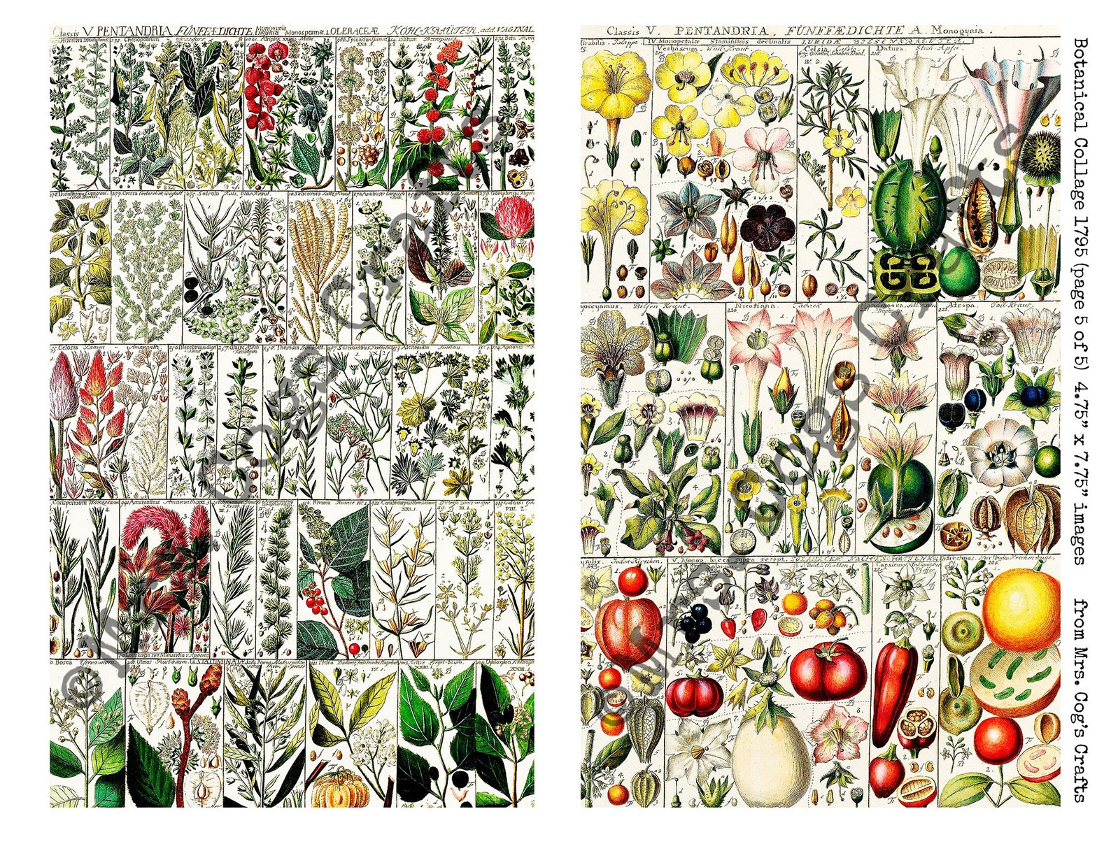 Botanical Collage 1795 - 4.75 X 7.75 Inches, Digital Ephemera ...
