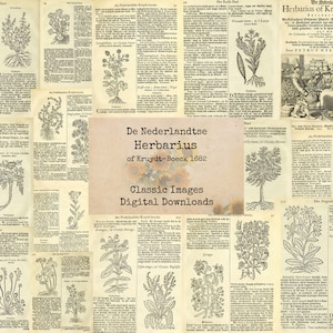 A Dutch Herbal -de Nederlandtse Herbarius of Kruydt-boeck 1682 ...