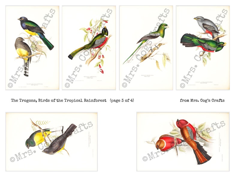 The Trogons - Birds of the Tropical Rainforest - Digital Ephemera ...