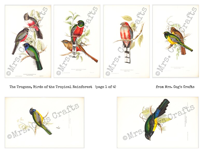 The Trogons - Birds of the Tropical Rainforest - Digital Ephemera ...