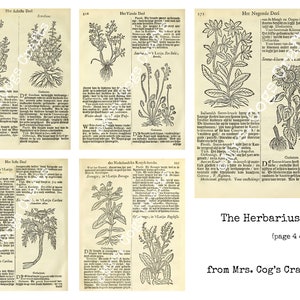 A Dutch Herbal -de Nederlandtse Herbarius of Kruydt-boeck 1682 ...