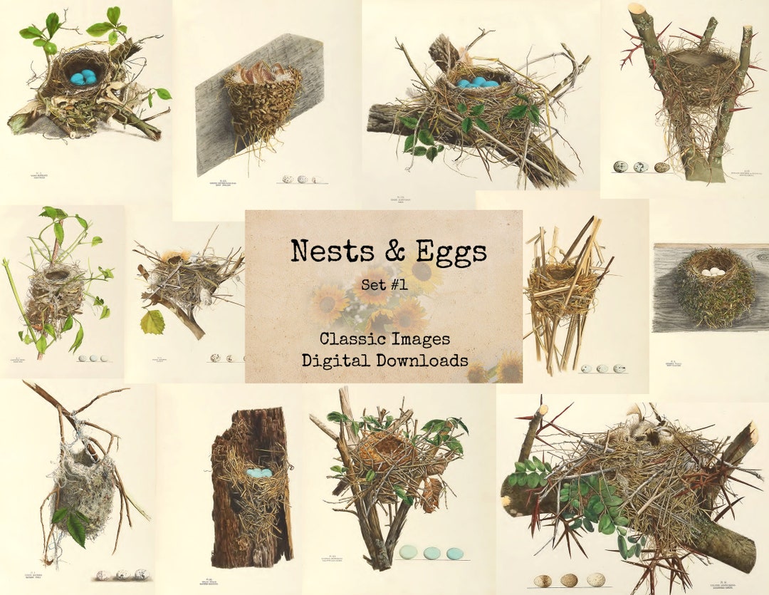 Nests & Eggs Set #1 - Digital Ephemera, Printable Images, Vintage Art ...