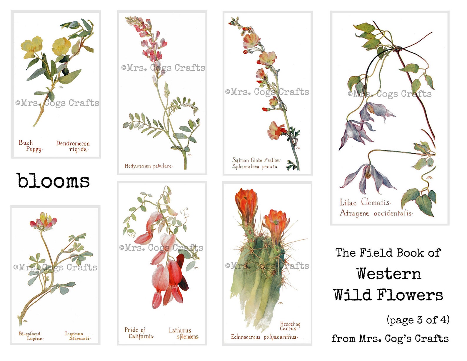 The Field Book of Western Wild Flowers Digital Ephemera - Etsy