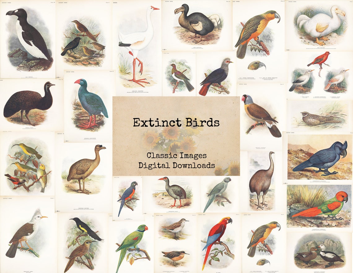 Extinct Birds Printable Images Ephemera Classics Digital - Etsy