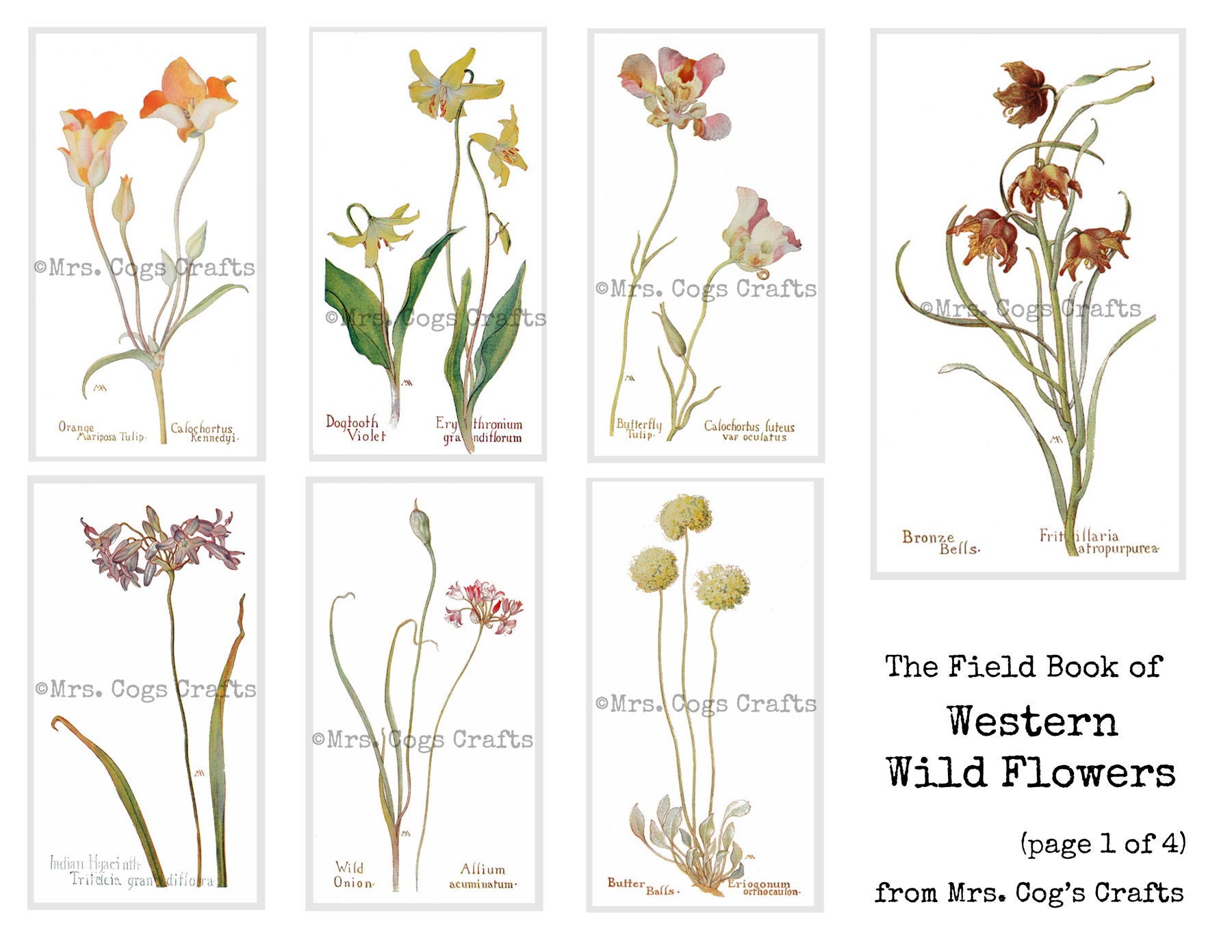 The Field Book of Western Wild Flowers Digital Ephemera - Etsy