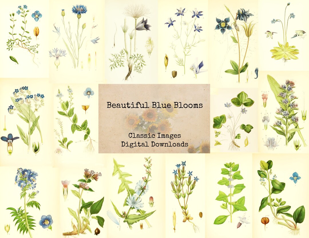 Beautiful Blue Blooms - Digital Ephemera, Printable Images, Vintage Art ...