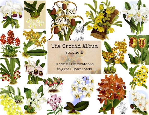 The Orchid Album Volume 1 Digital Ephemera Classics | Etsy