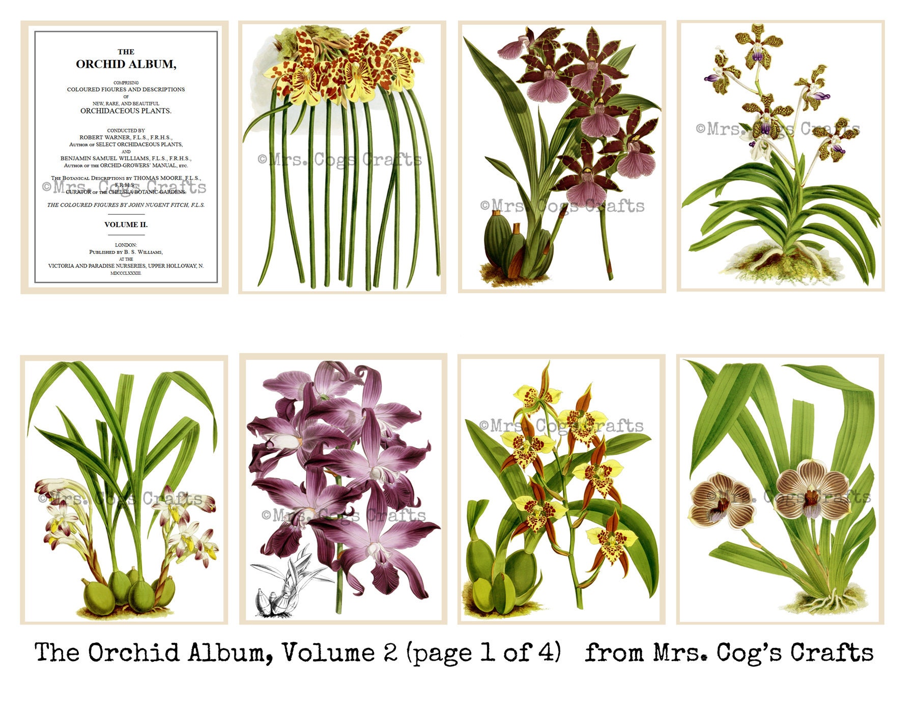 The Orchid Album Volume 2 Digital Ephemera Classics - Etsy