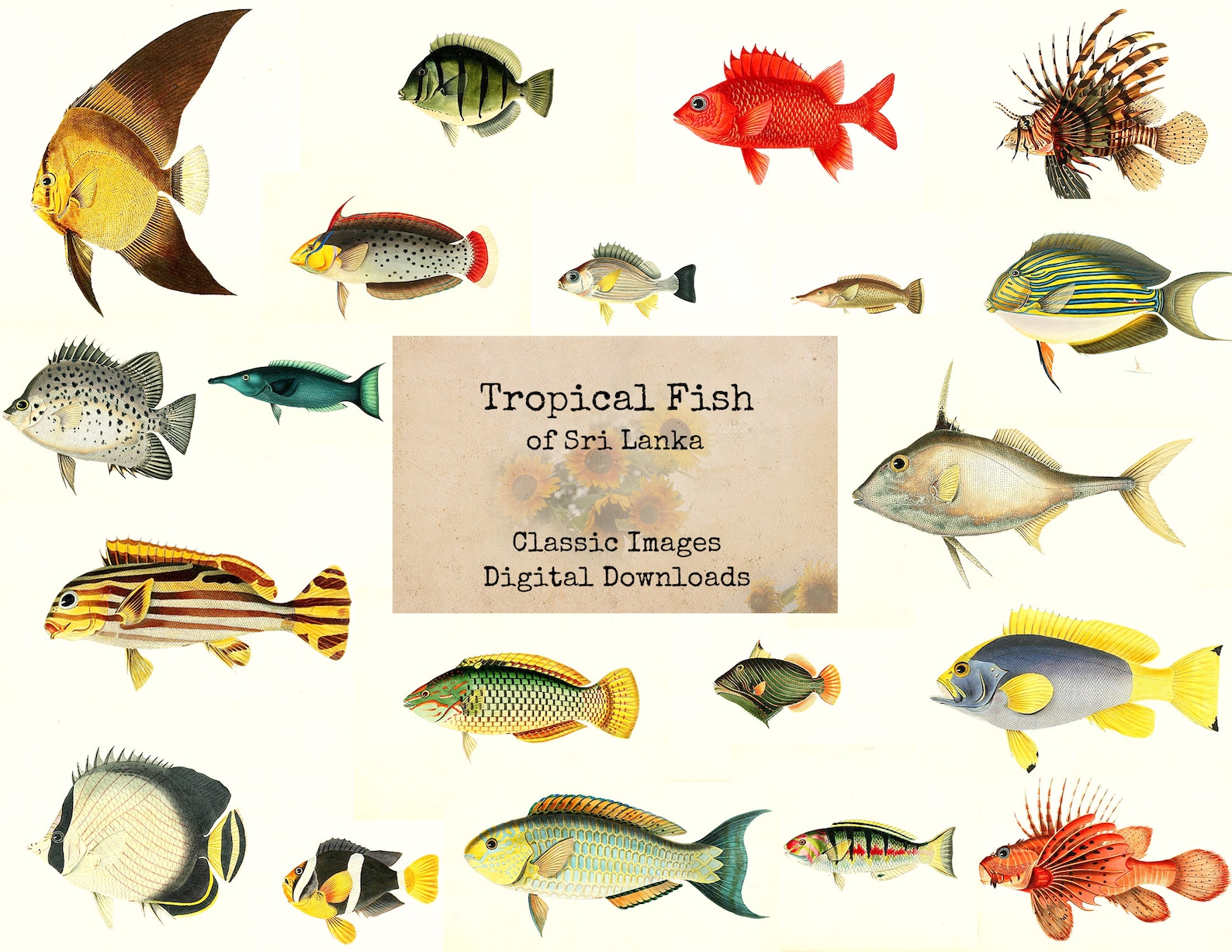 Tropical Fish of Sri Lanka Digital Ephemera Printable - Etsy