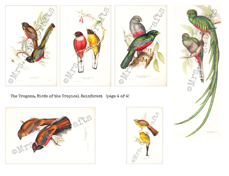 The Trogons - Birds of the Tropical Rainforest - Digital Ephemera ...