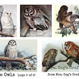 The Owls - Digital Ephemera Classics, Digital Images, Vintage Art ...