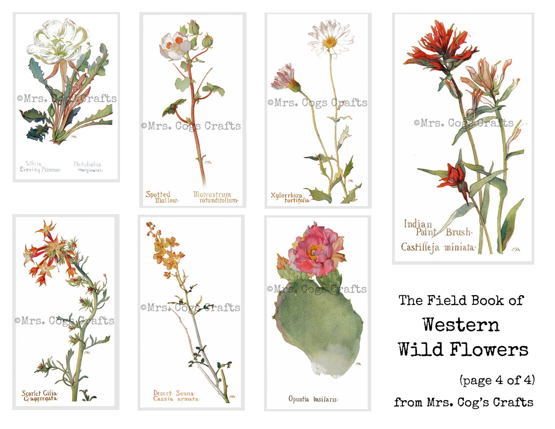 The Field Book of Western Wild Flowers Digital Ephemera - Etsy