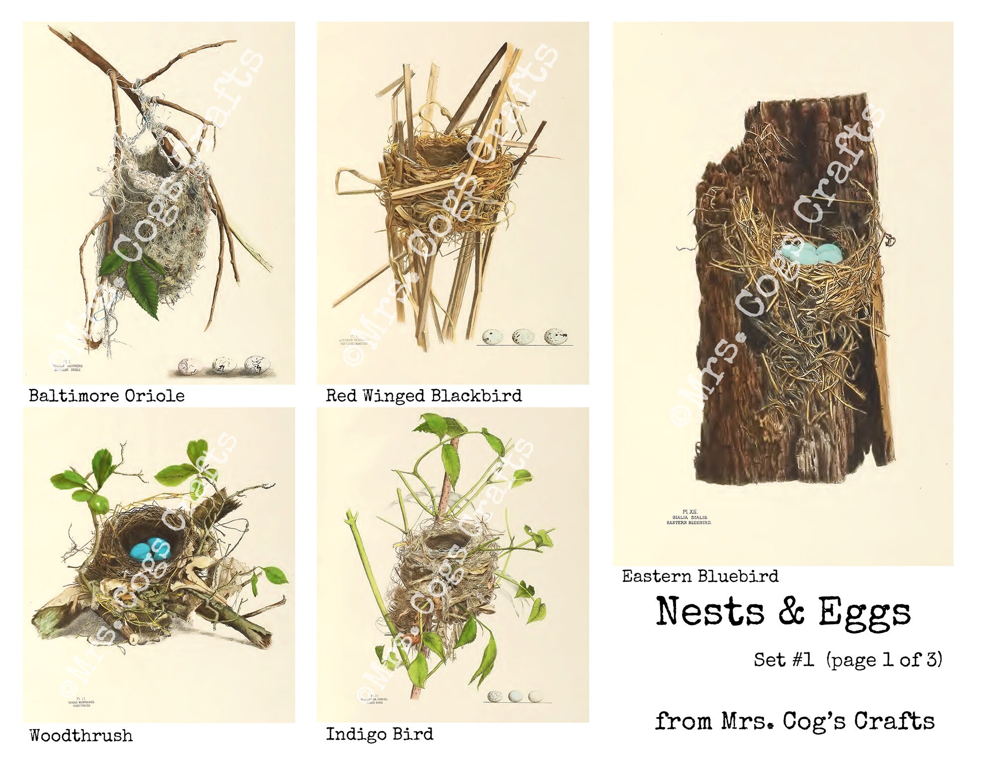 Nests & Eggs Set 1 Digital Ephemera Printable Images - Etsy