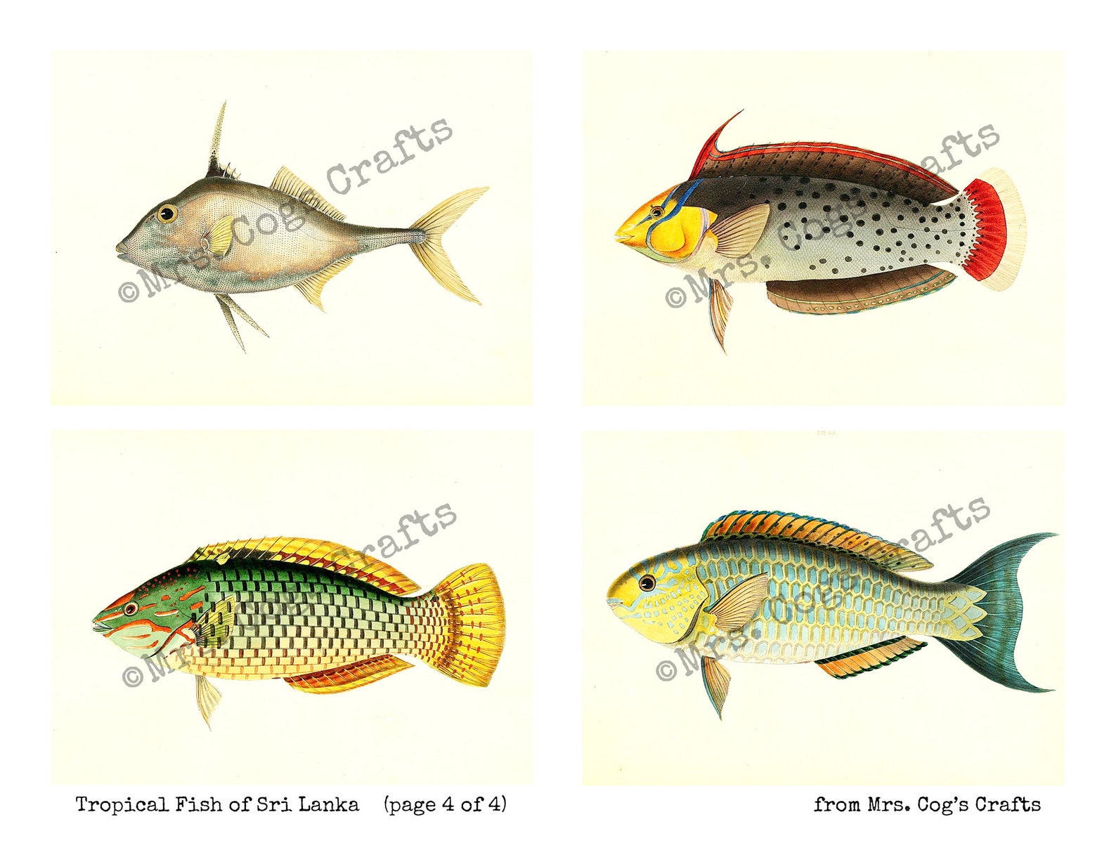 Tropical Fish of Sri Lanka Digital Ephemera Printable - Etsy