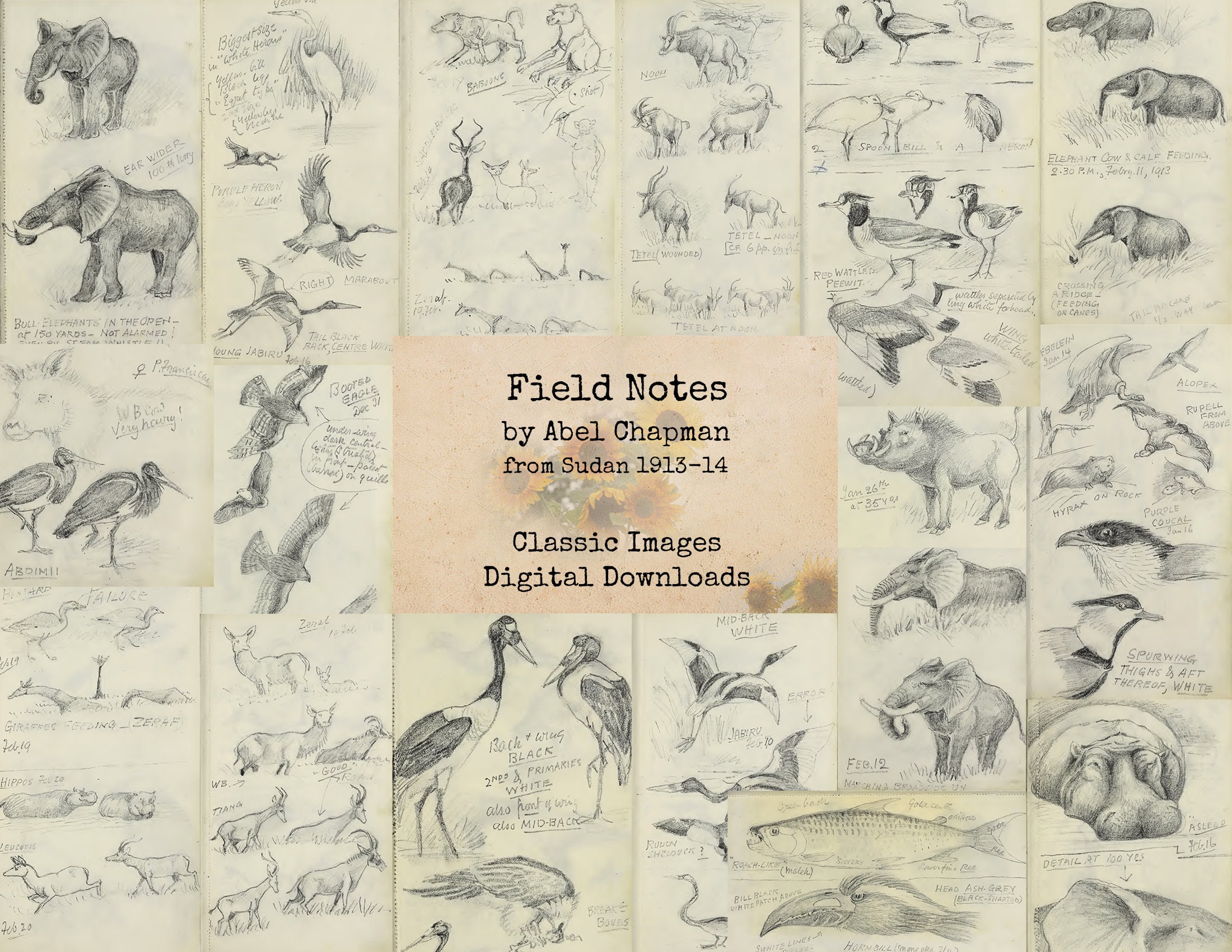 Field Notes by Abel Chapman Printable Images Vintage Art | Etsy