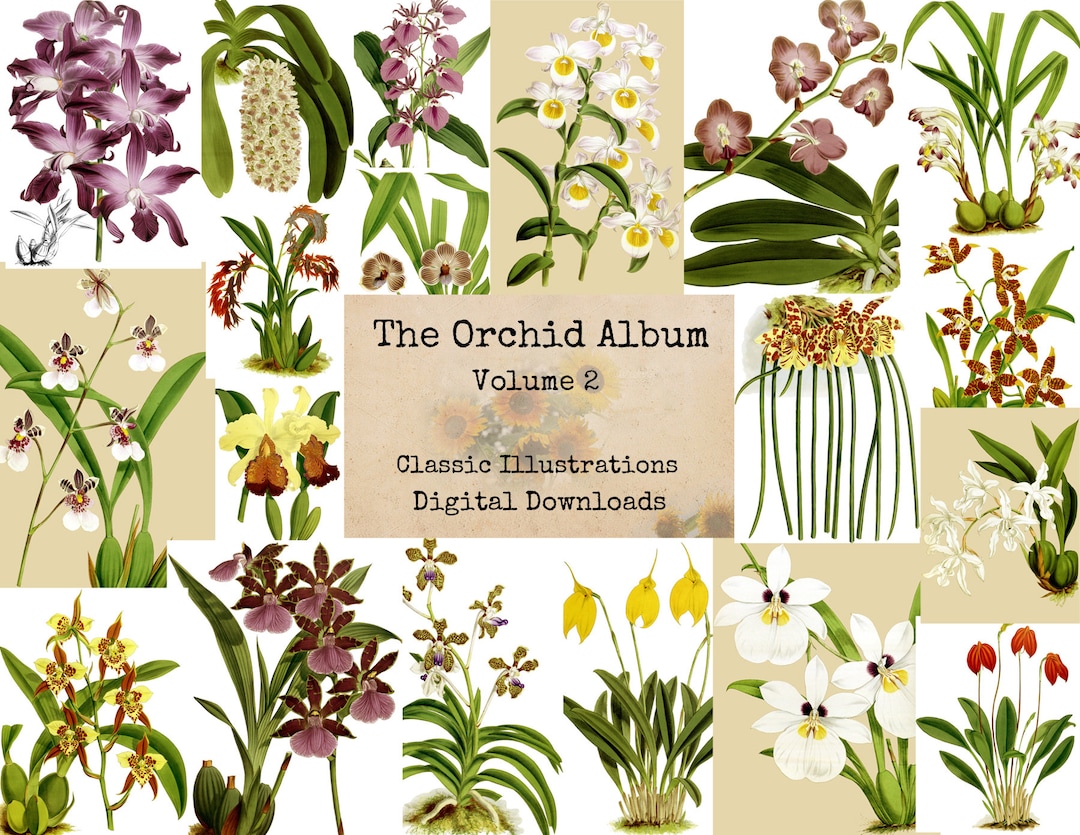 The Orchid Album, Volume 2 - Digital Ephemera Classics, Digital Images ...
