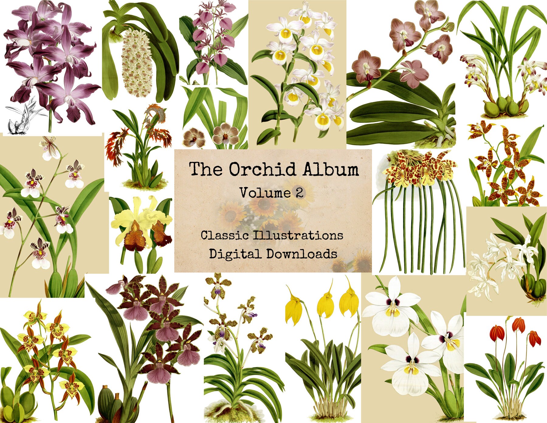 The Orchid Album Volume 2 Digital Ephemera Classics | Etsy