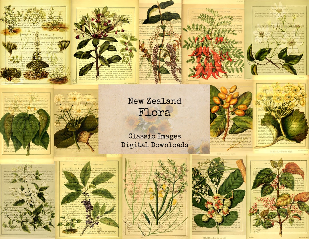 New Zealand Flora - Printable Images, Vintage Art, Instant Download ...