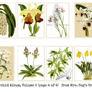 The Orchid Album, Volume 2 - Digital Ephemera Classics, Digital Images ...