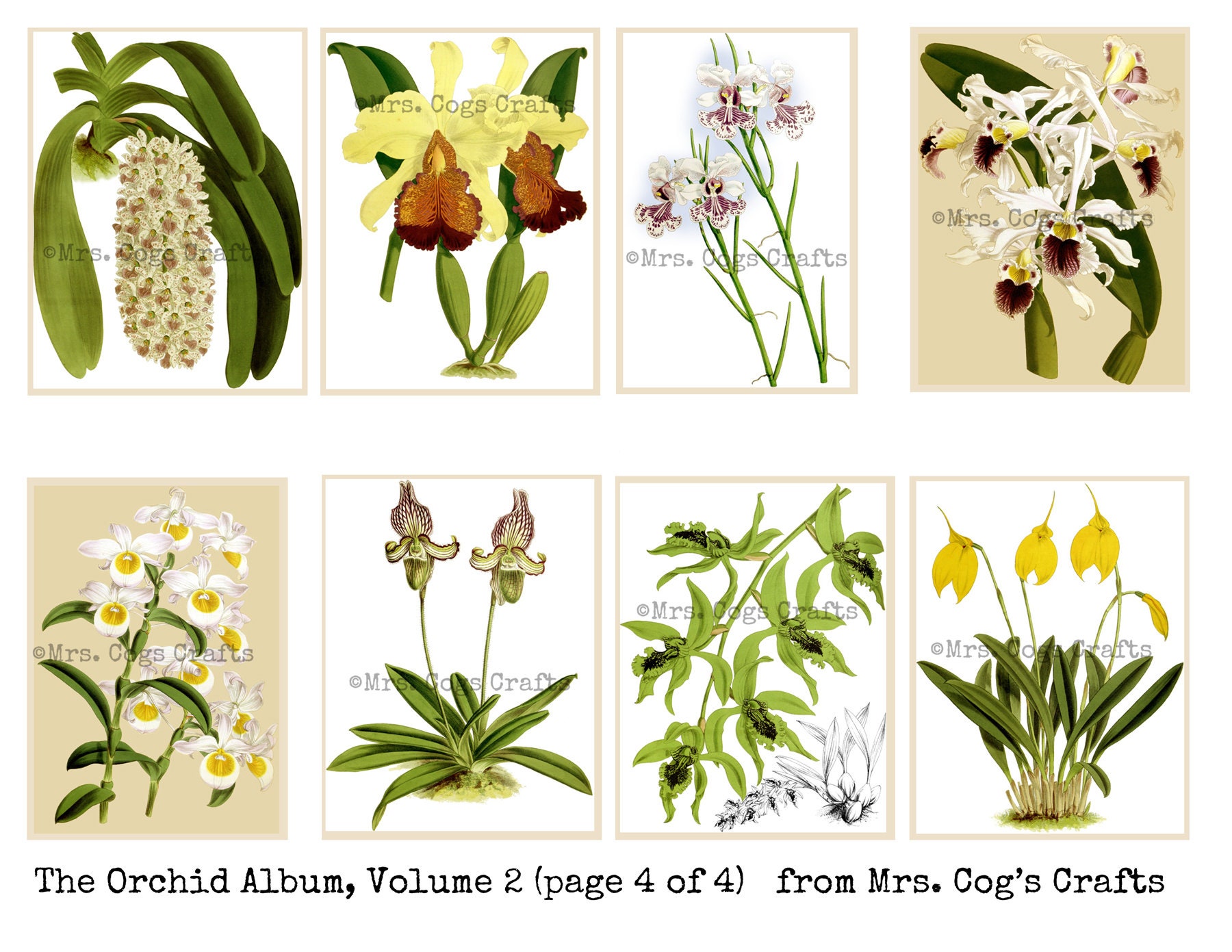 The Orchid Album Volume 2 Digital Ephemera Classics - Etsy