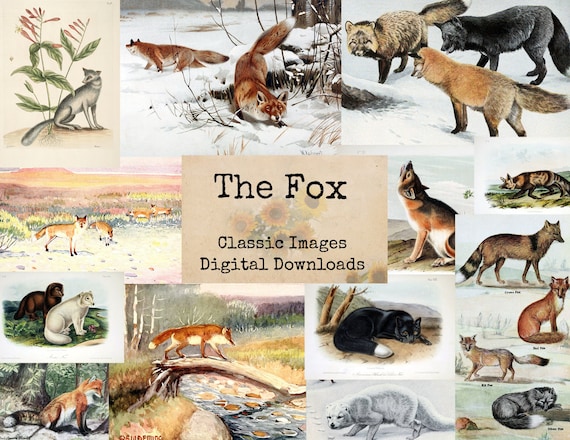 The Fox Digital Ephemera Classics Digital Images Vintage - Etsy Canada