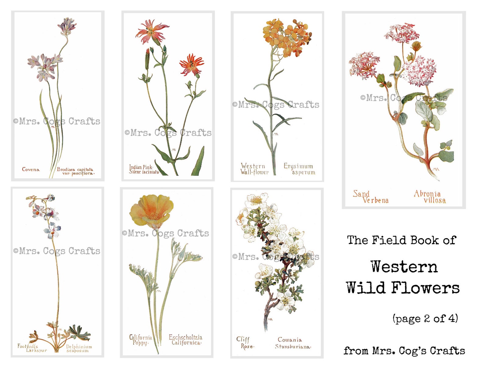 The Field Book of Western Wild Flowers Digital Ephemera - Etsy