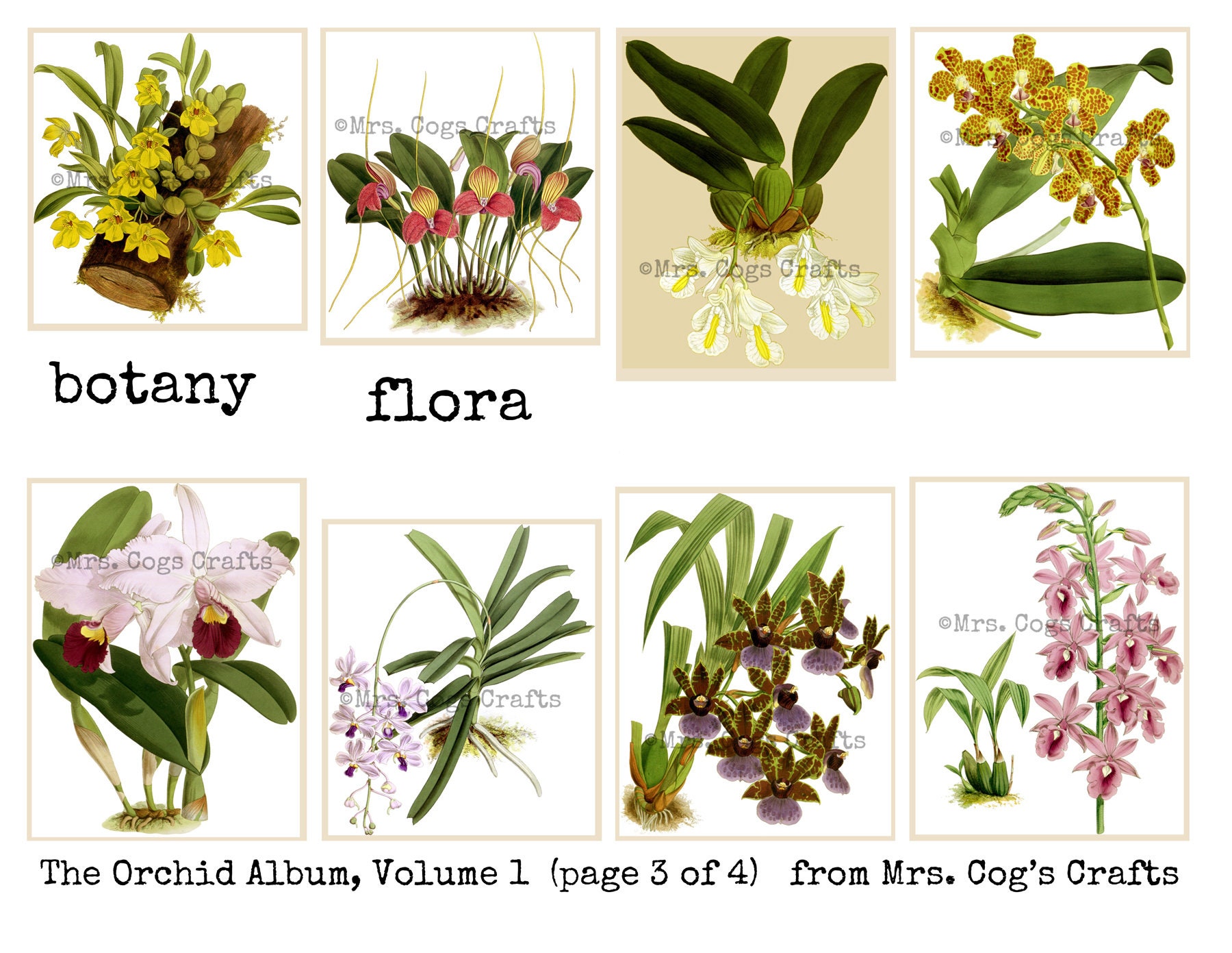 The Orchid Album, Volume 1 - Digital Ephemera Classics, Digital Images ...