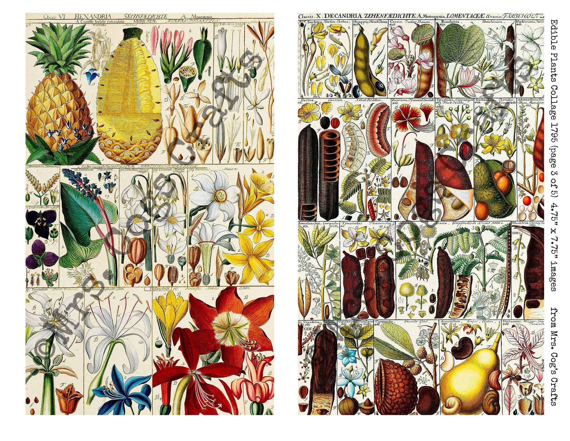 Edible Plants Collage 1795 - 4.75 X 7.75 Inches, Digital Ephemera ...