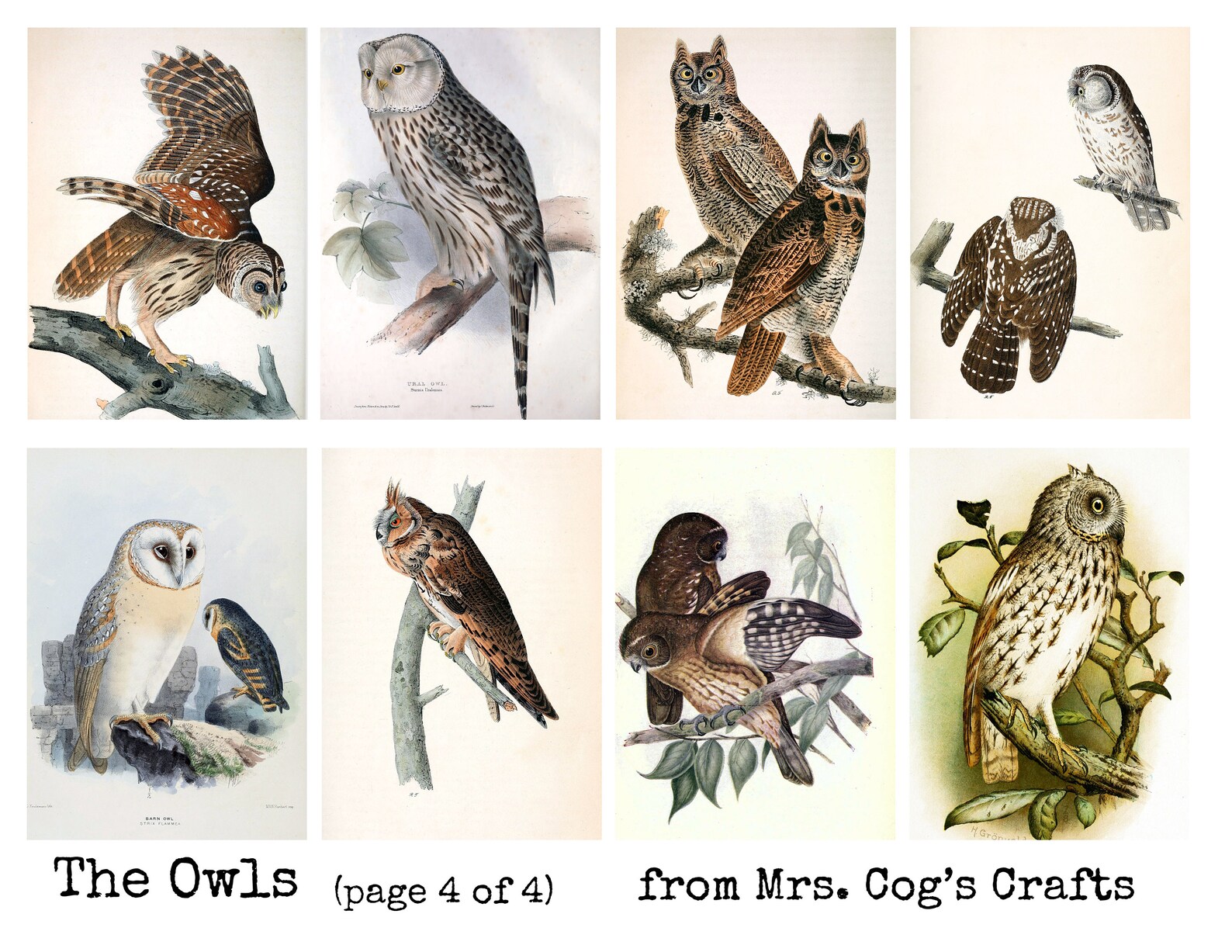 The Owls - Digital Ephemera Classics, Digital Images, Vintage Art ...
