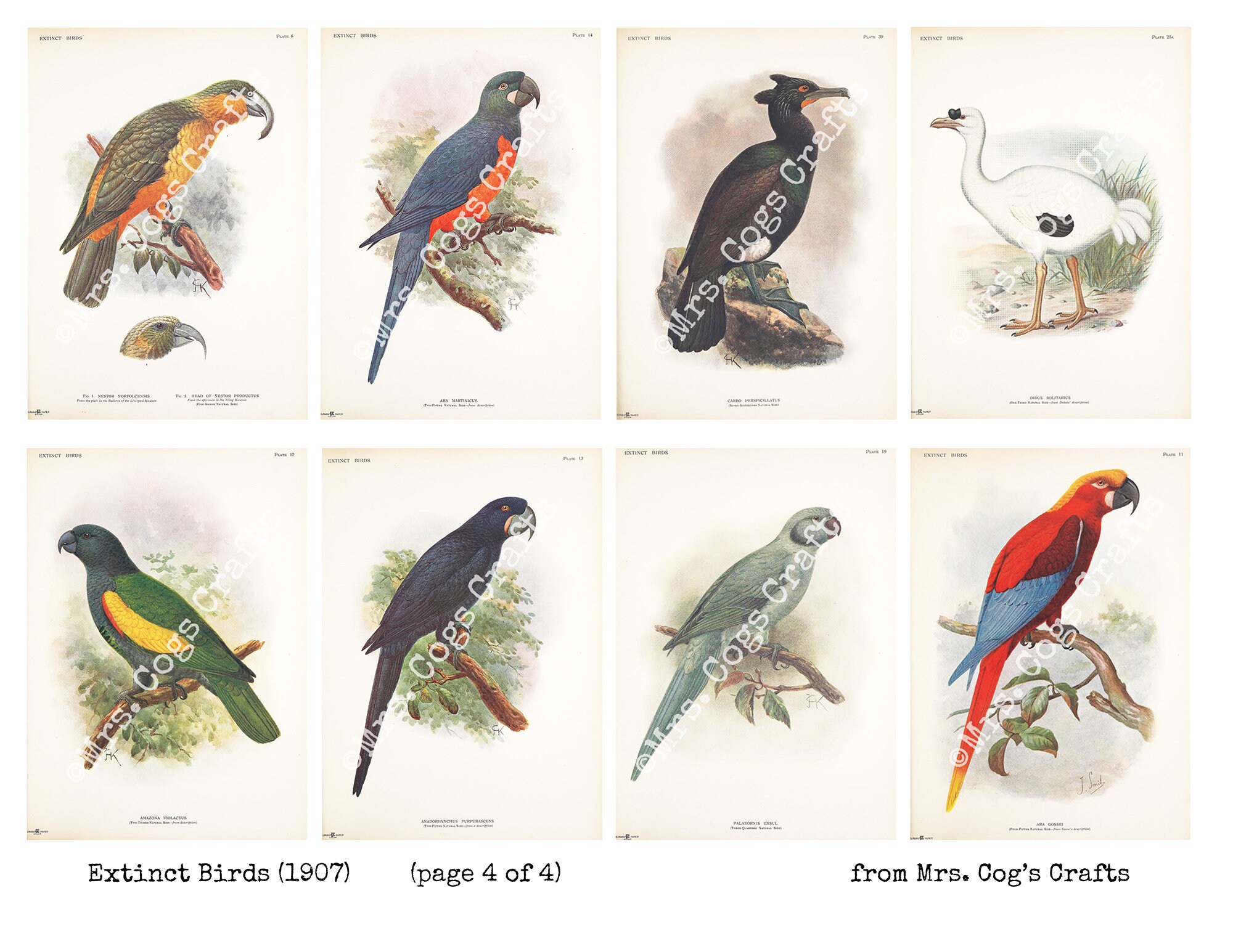 Extinct Birds Printable Images Ephemera Classics Digital - Etsy