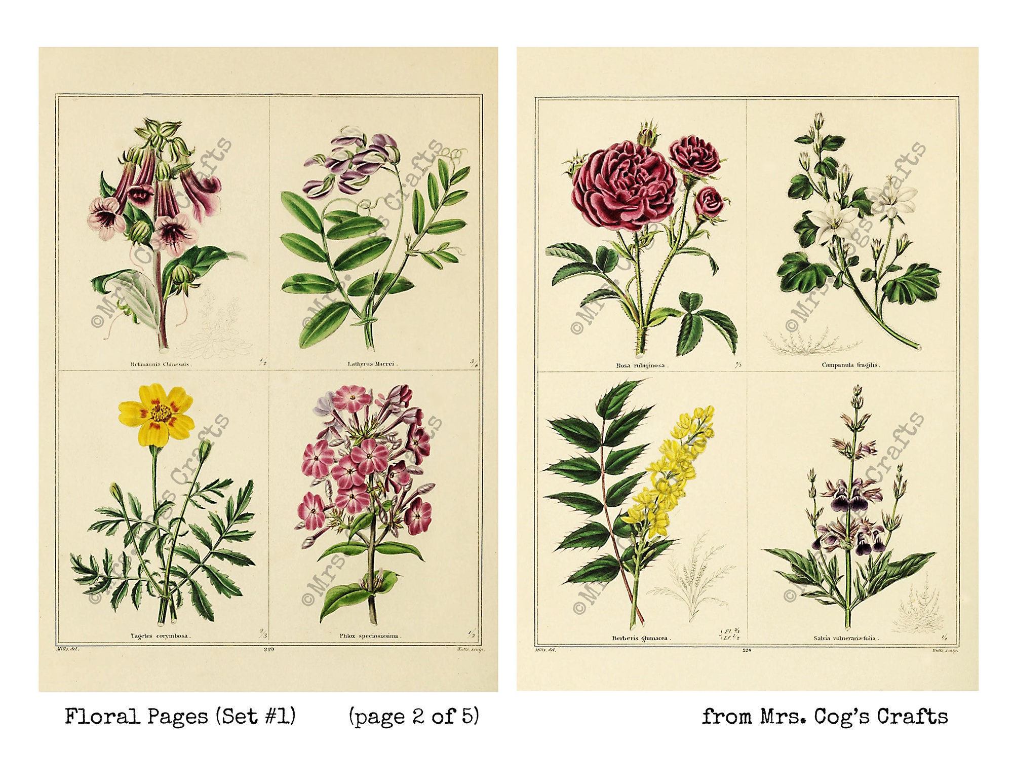Floral Pages Set 1 Large Images Printable Images Instant - Etsy