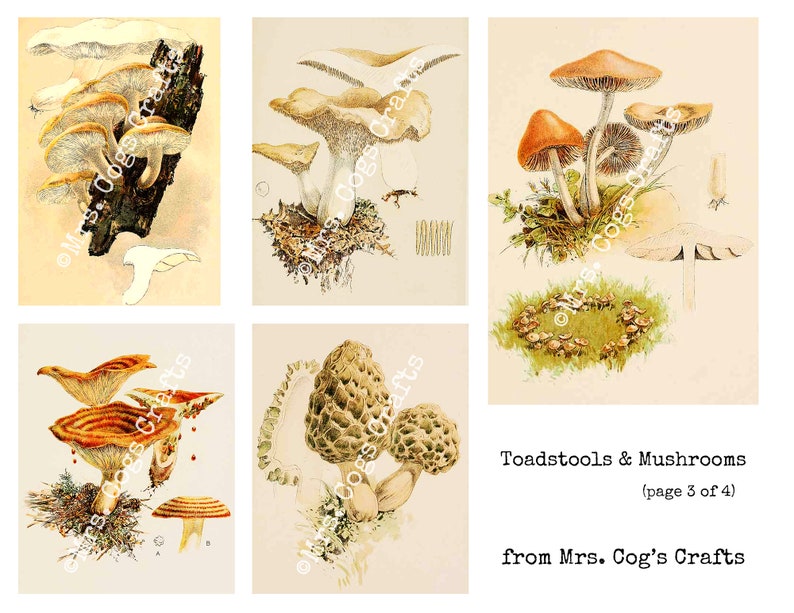 Toadstools And Mushrooms Printable Images Vintage Art Etsy