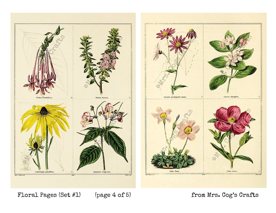 Floral Pages Set 1 Large Images Printable Images Instant | Etsy