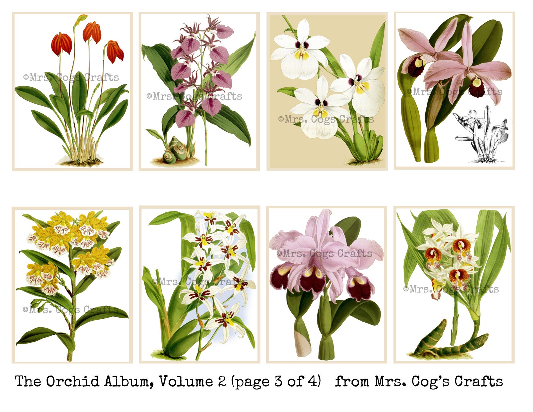 The Orchid Album, Volume 2 - Digital Ephemera Classics, Digital Images ...