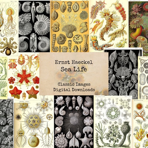 Vintage Beach Digital Ephemera Classics Digital Images - Etsy